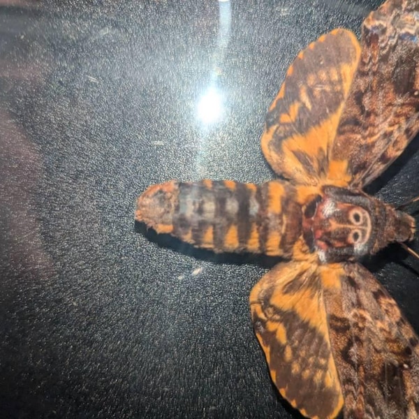 Wall Art Decor Butterfly Frame Mounted Bug Collection Real Preserved ...