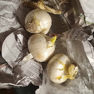 2 Live Coreopsis Verticillata 'zesty Zinger Threadleaf Coreopsis ...