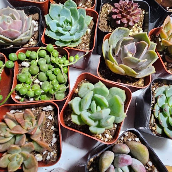 Succulent Mothers Day Gift Box Custom Personalized Card 8 Live ...