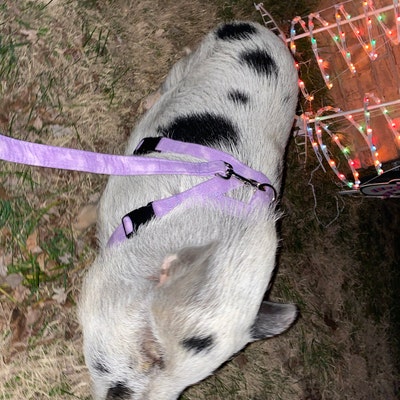 Adjustable Mini Pig Harness Lilac TD - Etsy
