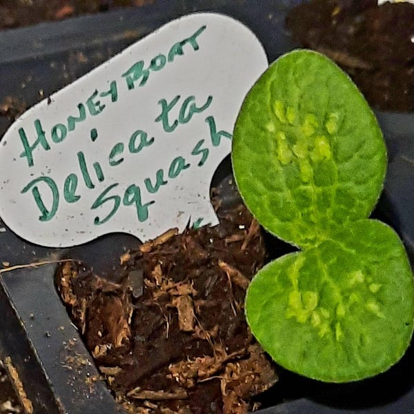 Rare Candy Cane Chocolate Cherry Sweet Bell Pepper Seeds, Variegated ...