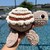 Flower Turtle Pattern Bundle Crochet PDF Download Beginner Friendly ...
