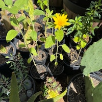 Giggles Dahlia Seeds - Attracts Pollinators, Long Blooming Season ...