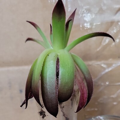 Sempervivum Colorockz coconut Crystal Plug Plant New for - Etsy