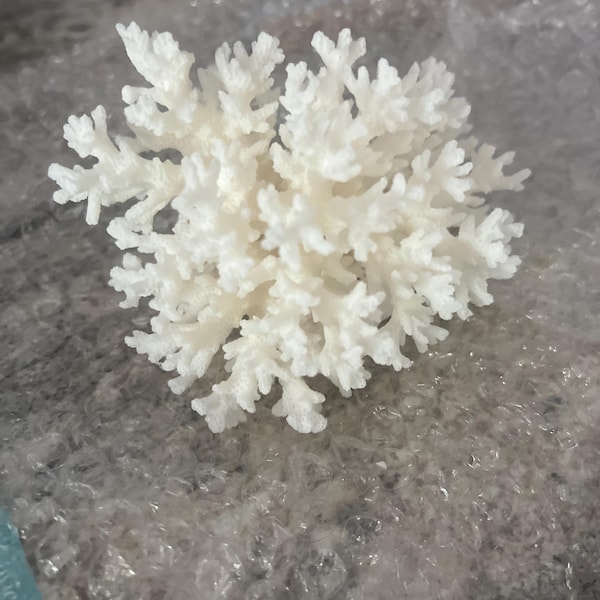 Real Lace Coral - Genuine Coral - CHOOSE YOUR SIZE - Large Lace Pieces ...