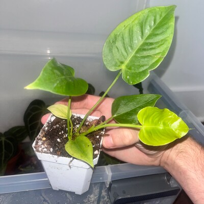 Sea Shell Hanger Holds a 3 to 4 Pot or Sea Shell - Etsy