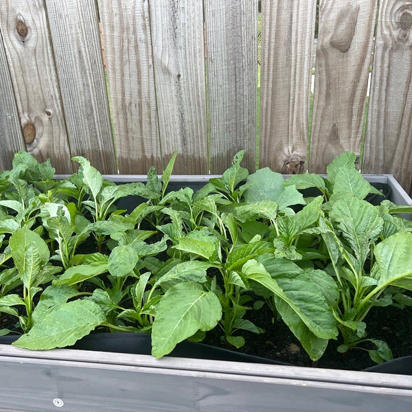 Jamaican Callaloo Seeds - Etsy