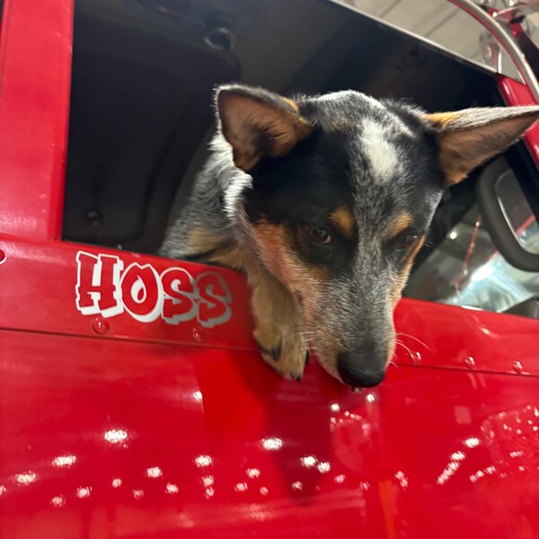 Peeking Dog Sticker - Labrador Peeker Stickers Decals for Car Decals ...