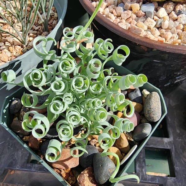 Rare Succulents, Albuca Concordiana Bulb, 0.5"-1", Live Plant - Etsy