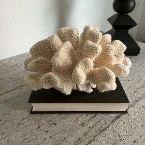 1 to 100 Astrea Calcar Turban Spurred Shells Natural Cream | Etsy