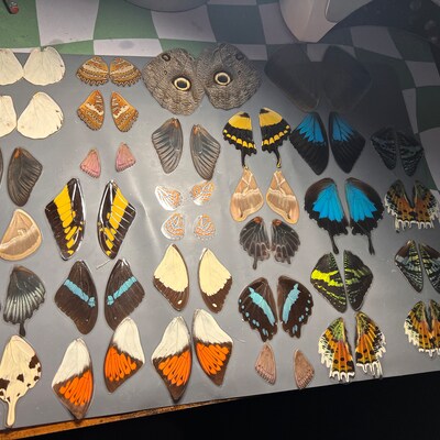 25, 50, 100 A Grade Real Butterfly Wings, Wings for Crafts, Laminated ...