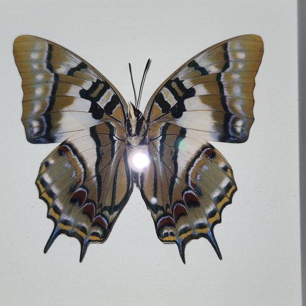 Preserved Scarab Beetle Anatomy Taxidermy Display - Etsy