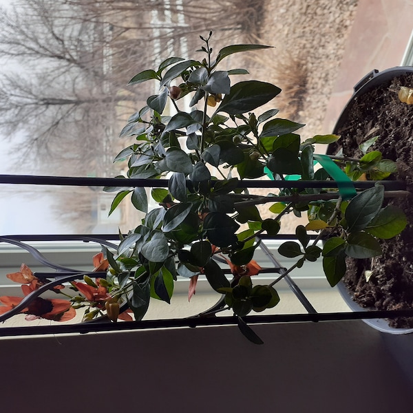 Hummingbird Bush Plant, Unusual Bird Shaped Orange Flower - 8-10 Inches ...