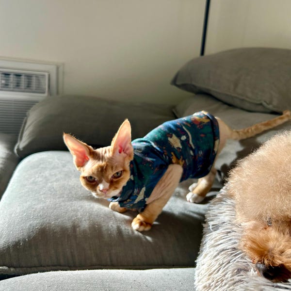 Sphynx Cat Shirt Fleece Sphynx Cat Clothes Hairless Cat Clothes Sphynx ...