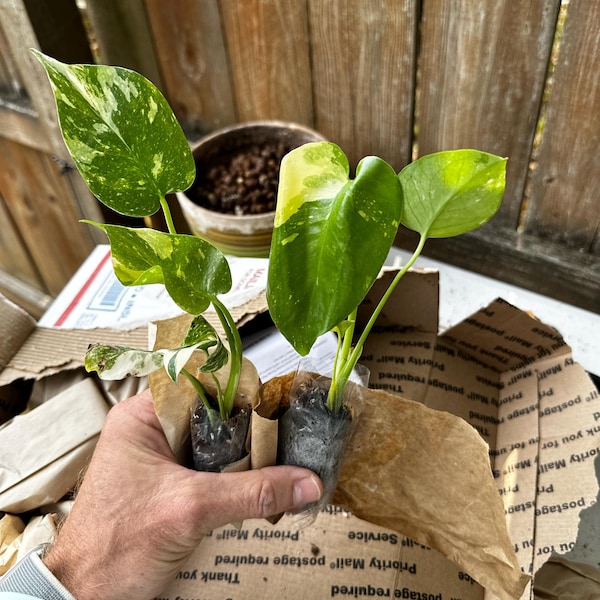 Monstera Deliciosa Legacy Starter Plant (ALL STARTER PLANTS Require You ...