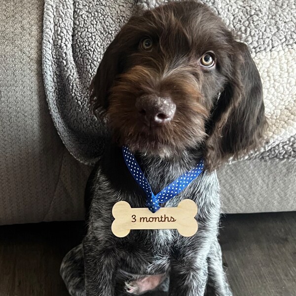 Pheasant Hat Custom, Bird Hunting Hat, Custom Kennel Trucker Hat ...