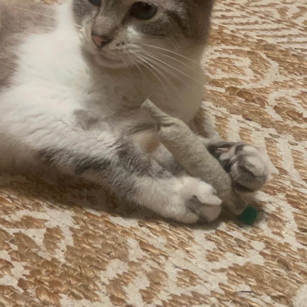 Cat Toys - Felt Catnip Joints - Set of 3 - Available in Catnip ...