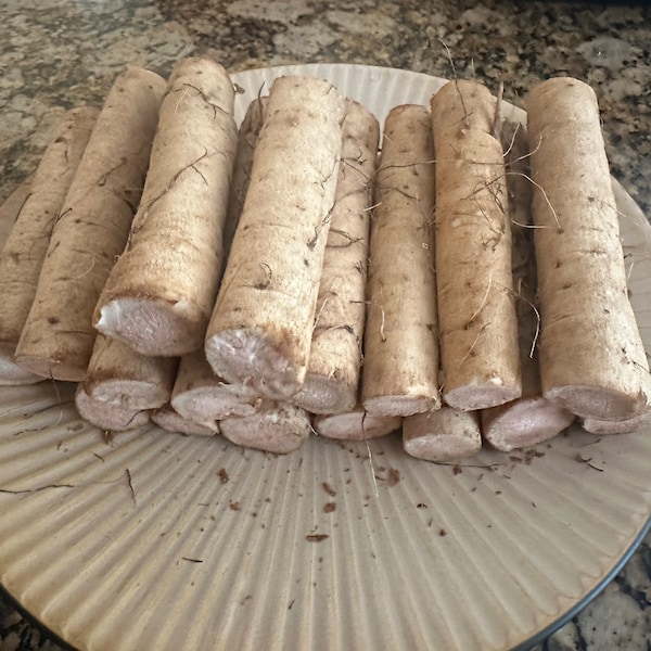 2-2.5lbs FRESH BURDOCK Root(gobo Root, Bardana) Free Shipping - Etsy
