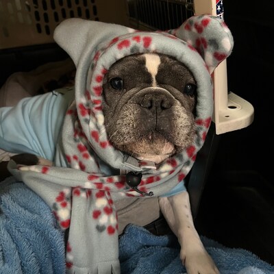 Pet Neck Scarf Dog Neck Warmer Puppy Scarf Winter Dog Scarf - Etsy