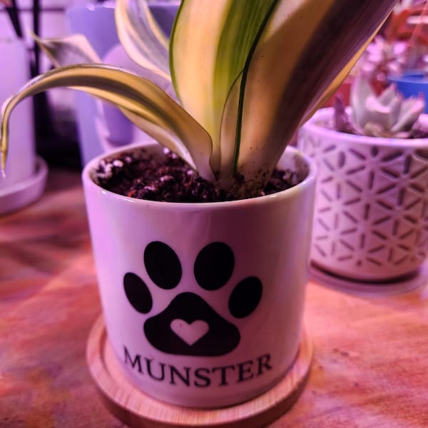 Personalized DNP Graduation Gift - 3" White Ceramic Pot W/ Live Plant - DNP Gift Doctor of ...