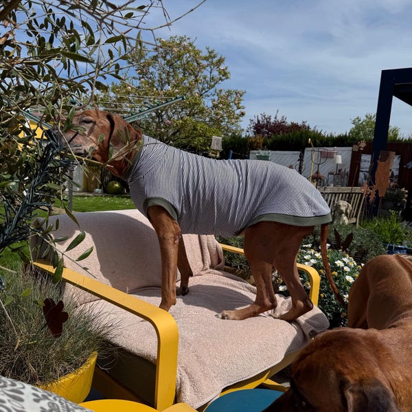 Martingale Collar 4 Cm / 1.5 Inch Wide for Greyhound, Whippet, Galgo ...