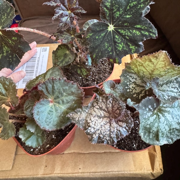 Rex Begonia Blue Iridescent ‘island Magic’ Silver Variegated Live House ...
