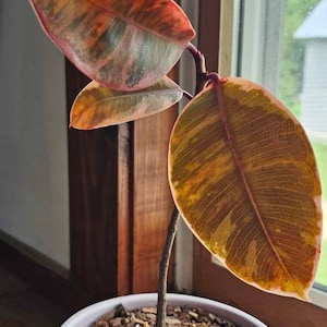 Live Angel Wing Begonia medora Starter Plant USA SELLER - Etsy