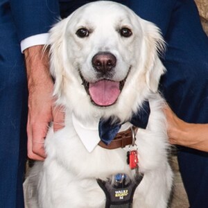 Navy Blue dog bow tie collar dog tuxedo collar dog navy | Etsy