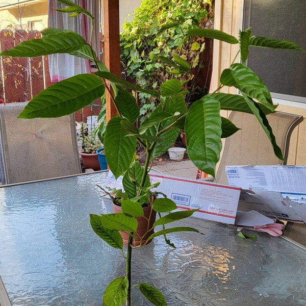 Loquat Níspero Japones Live Tree - Etsy