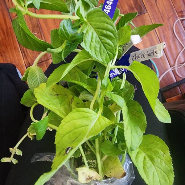 Cissus Quadrangularis, Veldt Grape, Devil's Backbone, Cucumber Cactus ...