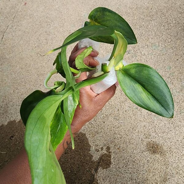 Moonlight Pothos Scindapsus Starter Plant Sterling Silver Rare New ...