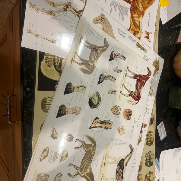 Upper Body Surface Anatomy Landmarks of the Muscles Posters 18" X 24 ...