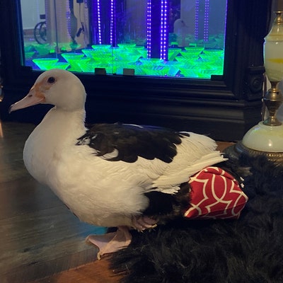High Quality ORIGINAL Duck Chicken Goose Diaper Harness - Etsy
