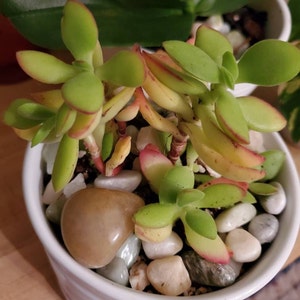 Sedum 'blue Spruce' / Stonecrop / Ground Cover / - Etsy