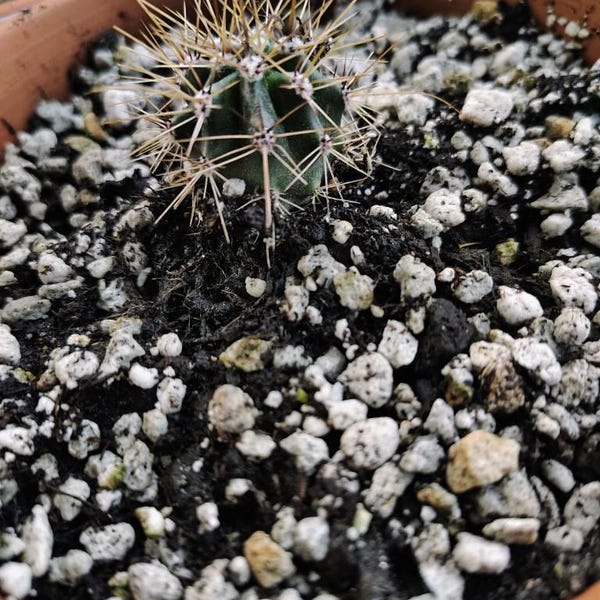 Baby Toes | 2.5 Inch | Fenestraria Rhopalophylla | Mimicry Plants ...
