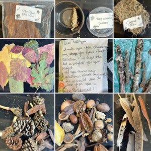 Lg Forest Findings Collection, Dried Botanicals, Forest Decor ...