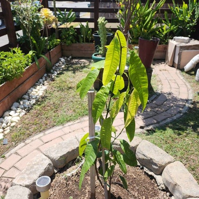 LIVE Pacay Icecream Bean Tree 'inga Feuillei' Rooted in a Small Pot ...
