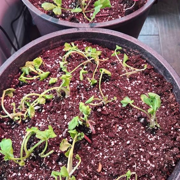 Ranunculus Tecolote Picotee Pink Mix Corms (10) - Etsy