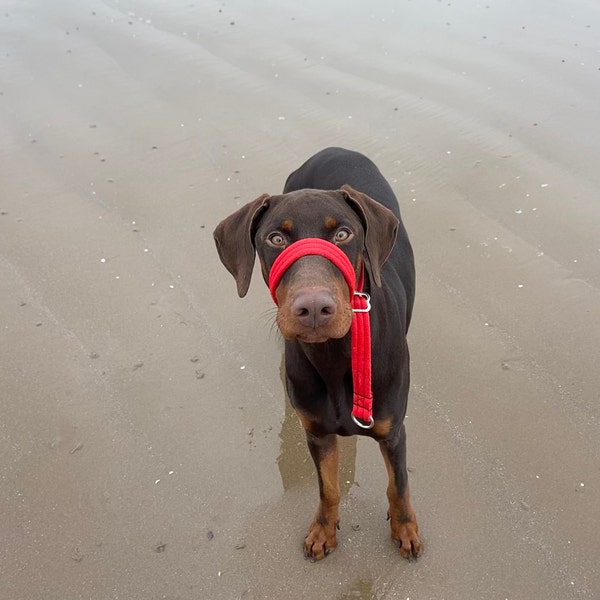 Pow Graffiti Dog Bandana Collars Leads Harnesses and More Fully ...