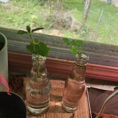 Live Pomegranate Tree Seedling Grow Your Own Pomegranate Tree 1 ...