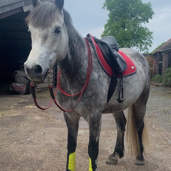 Leather Bridle-less Bit ---- Just a Beat or Set (beat With Reins ...