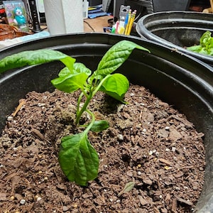 Snapdragon Tall Spur Mix Seeds deluxe Tall Mixed Colors Heirloom - Etsy