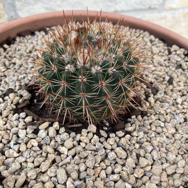 Rebutia Narvaecensis, Fully Rooted Cactus, Clumping Cactus, Native to ...