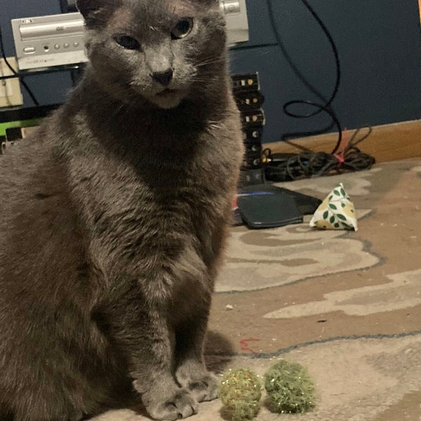 Catnip "nug" Cat Toys - Etsy