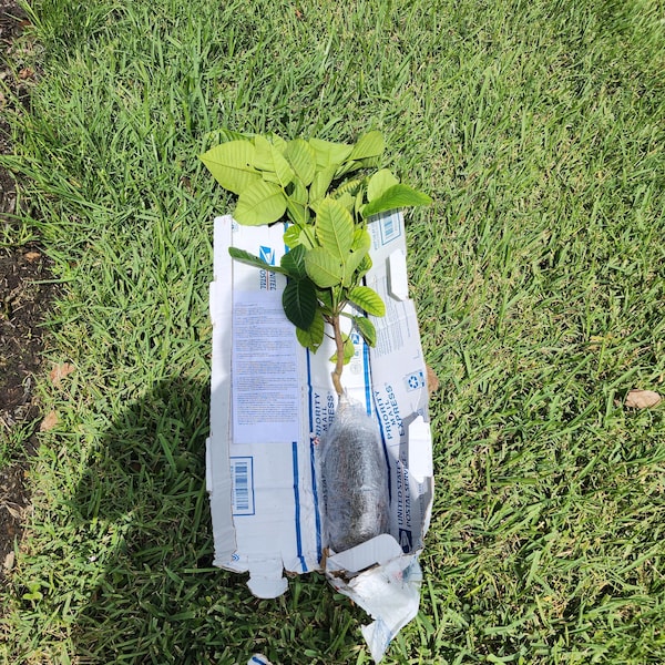 Giant Grafted Rapoza Mango Live Fruit Tree (3-4ft) (MANGIFERA Indica ...