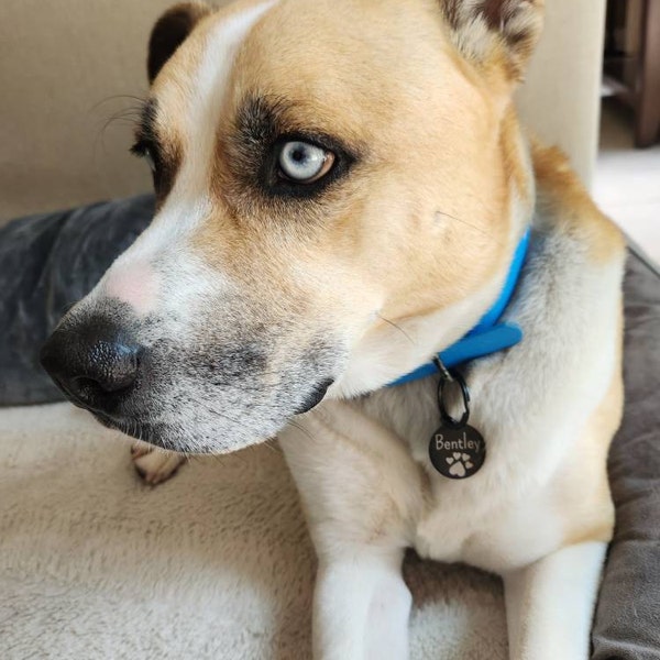 Luxurious Dog Tag With Personalization, Engraved Name ID Tag for Dogs ...