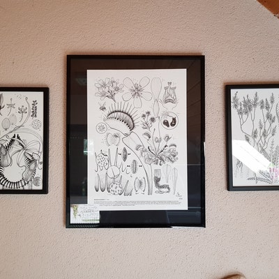 ORIGINAL Nepenthes Talaandig Pencil Drawing - Etsy