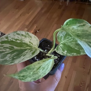 Snow Queen Pothos Single Starter Plant in a 1.5 Pot Epipremnum Aureum ...