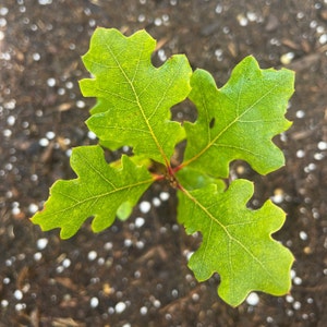 Flowering Dogwood Tree Seed Grow Kit The Jonsteen Company | Etsy