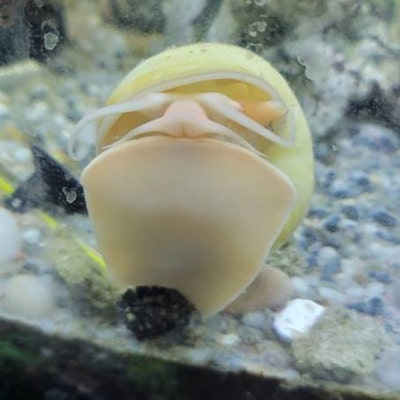 Snail Snacks 8oz, Food Pellets, Mystery Snail, Ramshorn Snail, MTS ...